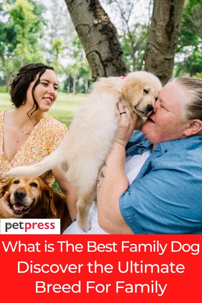 What is The Best Family Dog: The 5 Ultimate Breed For Family