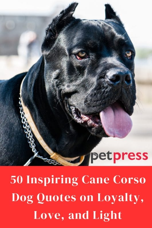 50 Inspiring Cane Corso Dog Quotes on Loyalty, Love, and Light