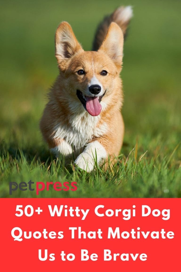 50+ Witty Corgi Dog Quotes That Motivate Us to Be Brave