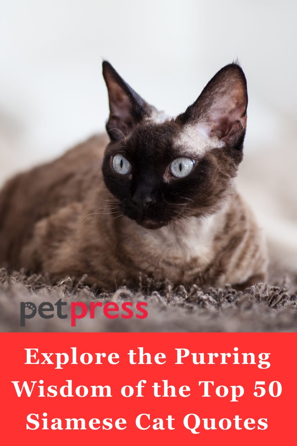 Explore the Purring Wisdom of the Top 50 Siamese Cat Quotes