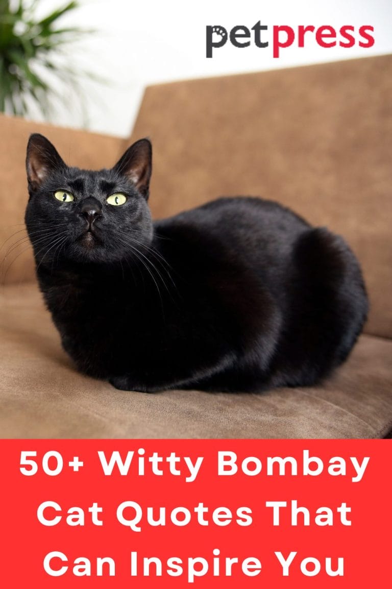 50+ Witty Bombay Cat Quotes That Can Inspire You - PetPress