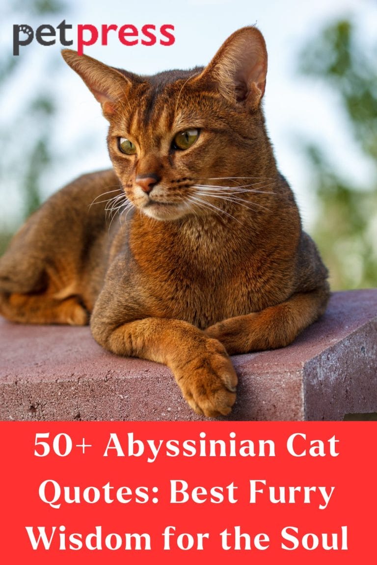 50+ Abyssinian Cat Quotes: Best Furry Wisdom for the Soul
