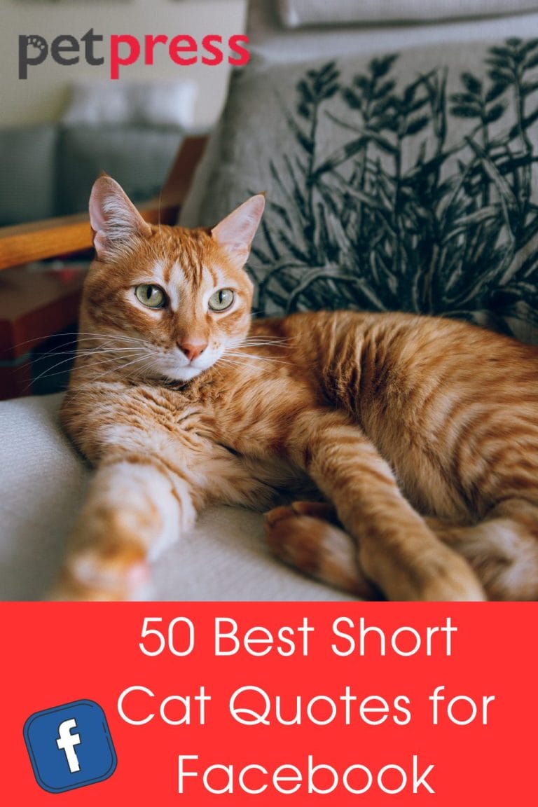 50 Best Short Cat Quotes for Facebook - PetPress