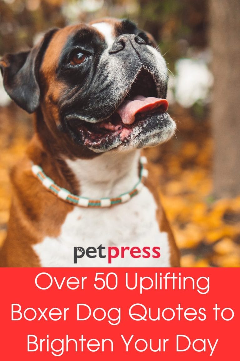 Over 50 Uplifting Boxer Dog Quotes to Brighten Your Day Dogs