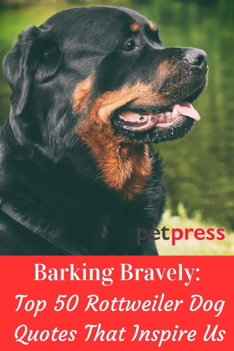 Barking Bravely: Top 50 Rottweiler Dog Quotes That Inspire Us
