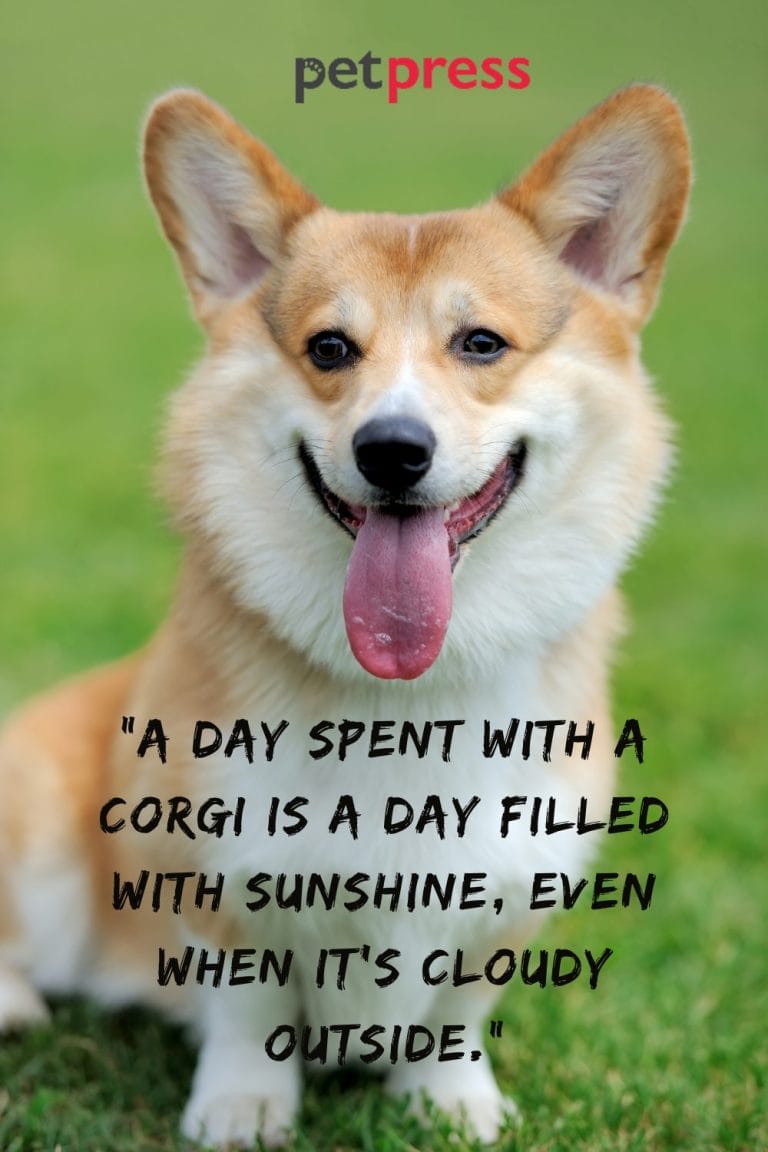 50+ Witty Corgi Dog Quotes That Motivate Us to Be Brave