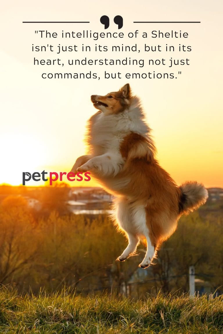 Top 50 Witty Sheltie Dog Quotes on Being Playful but Loving