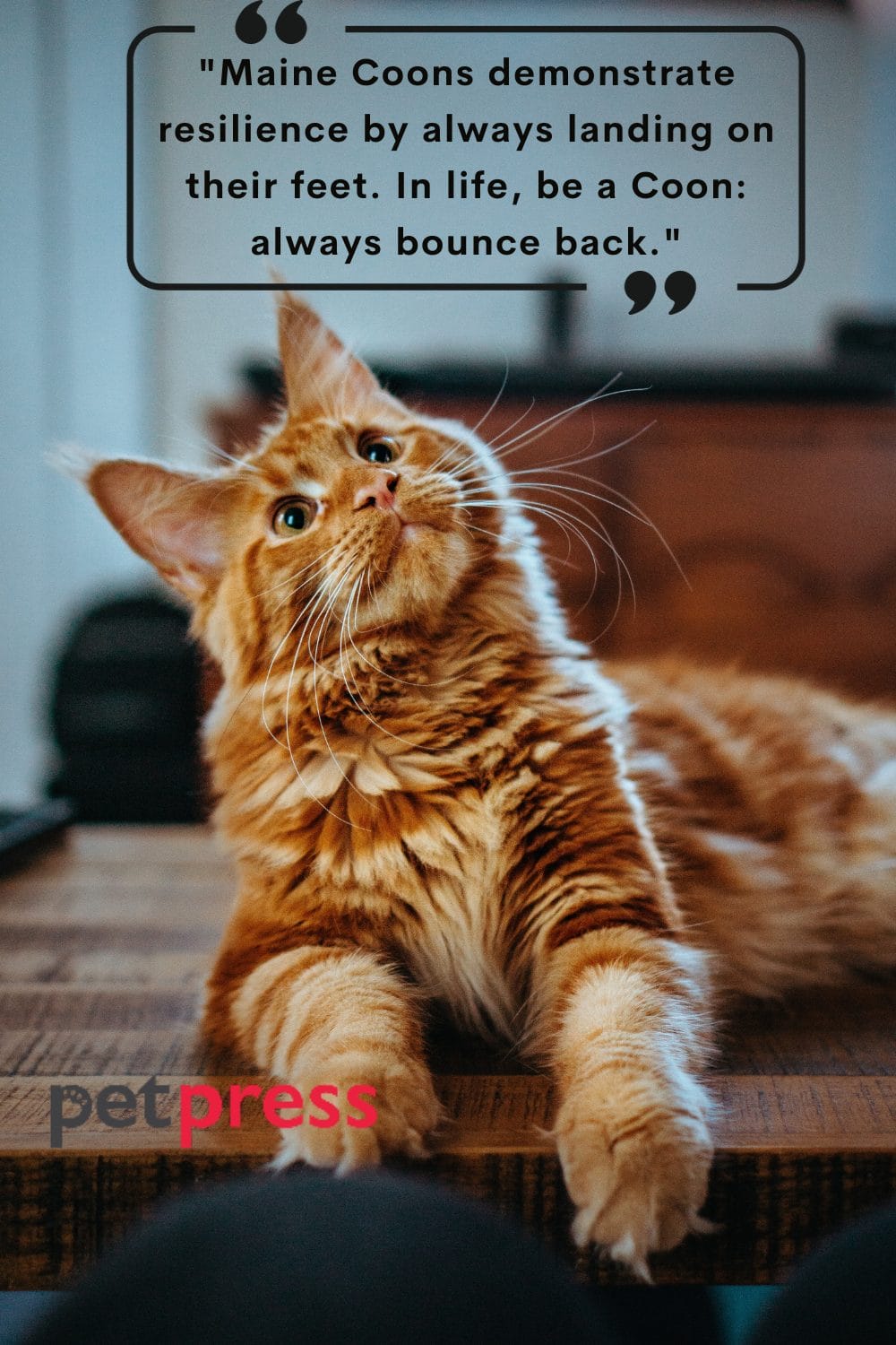 50+ Maine Coon Cat Quotes: Feline Wisdom for the Inspired Soul