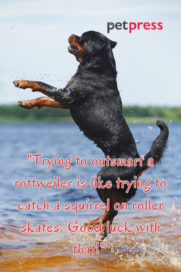 Barking Bravely: Top 50 Rottweiler Dog Quotes That Inspire Us