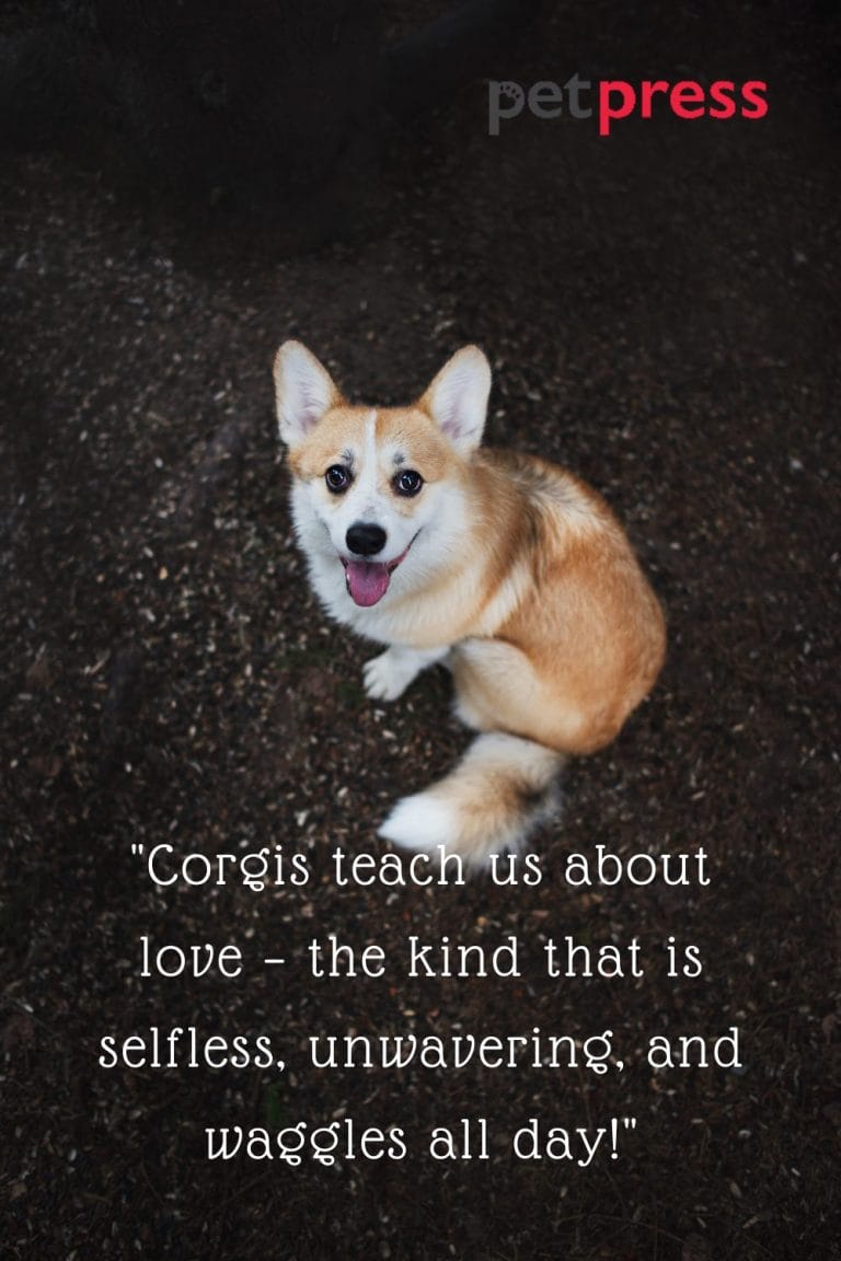 50+ Witty Corgi Dog Quotes That Motivate Us to Be Brave