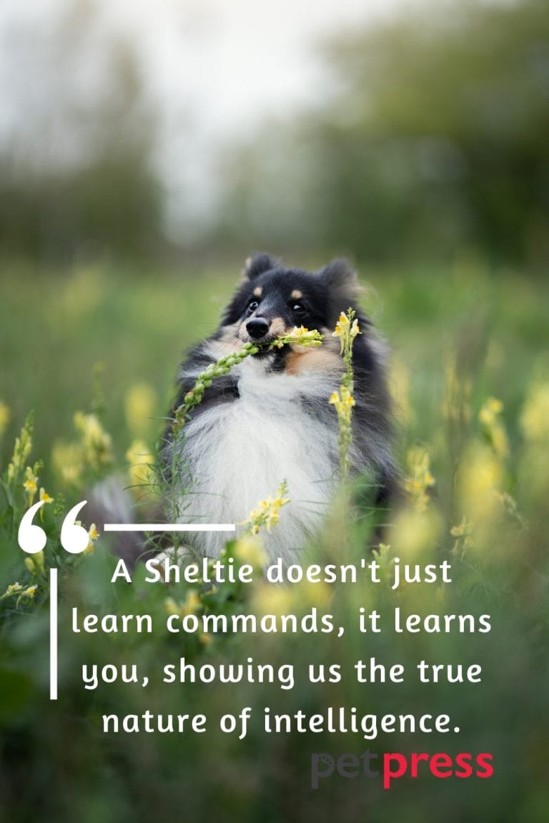 Top 50 Witty Sheltie Dog Quotes on Being Playful but Loving