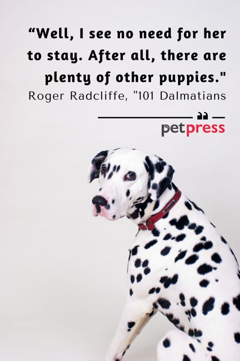 Spotting Life Wisdom Through the Top 50 Dalmatian Dog Quotes