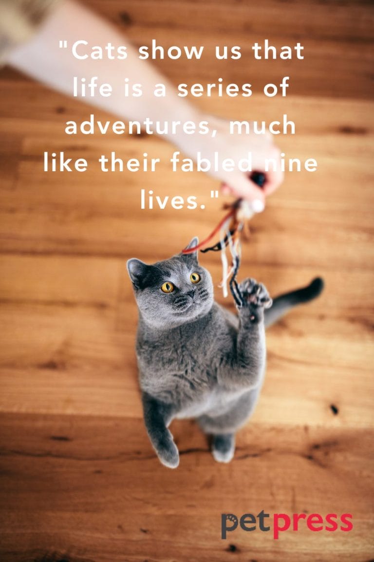 50 Best Cute Cat Quotes for Facebook - PetPress