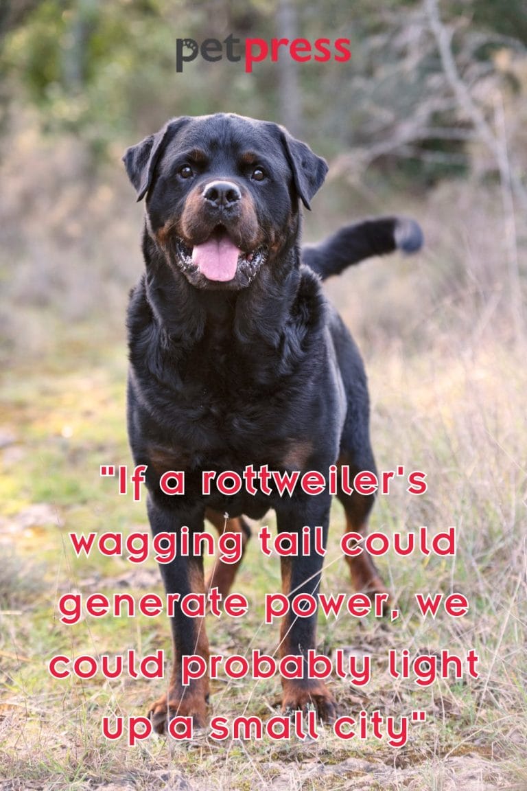 Barking Bravely: Top 50 Rottweiler Dog Quotes That Inspire Us