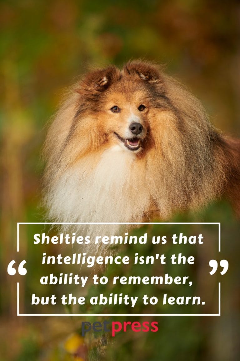 Top 50 Witty Sheltie Dog Quotes on Being Playful but Loving