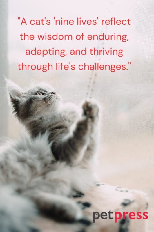 50 Best Cute Cat Quotes for Facebook - PetPress