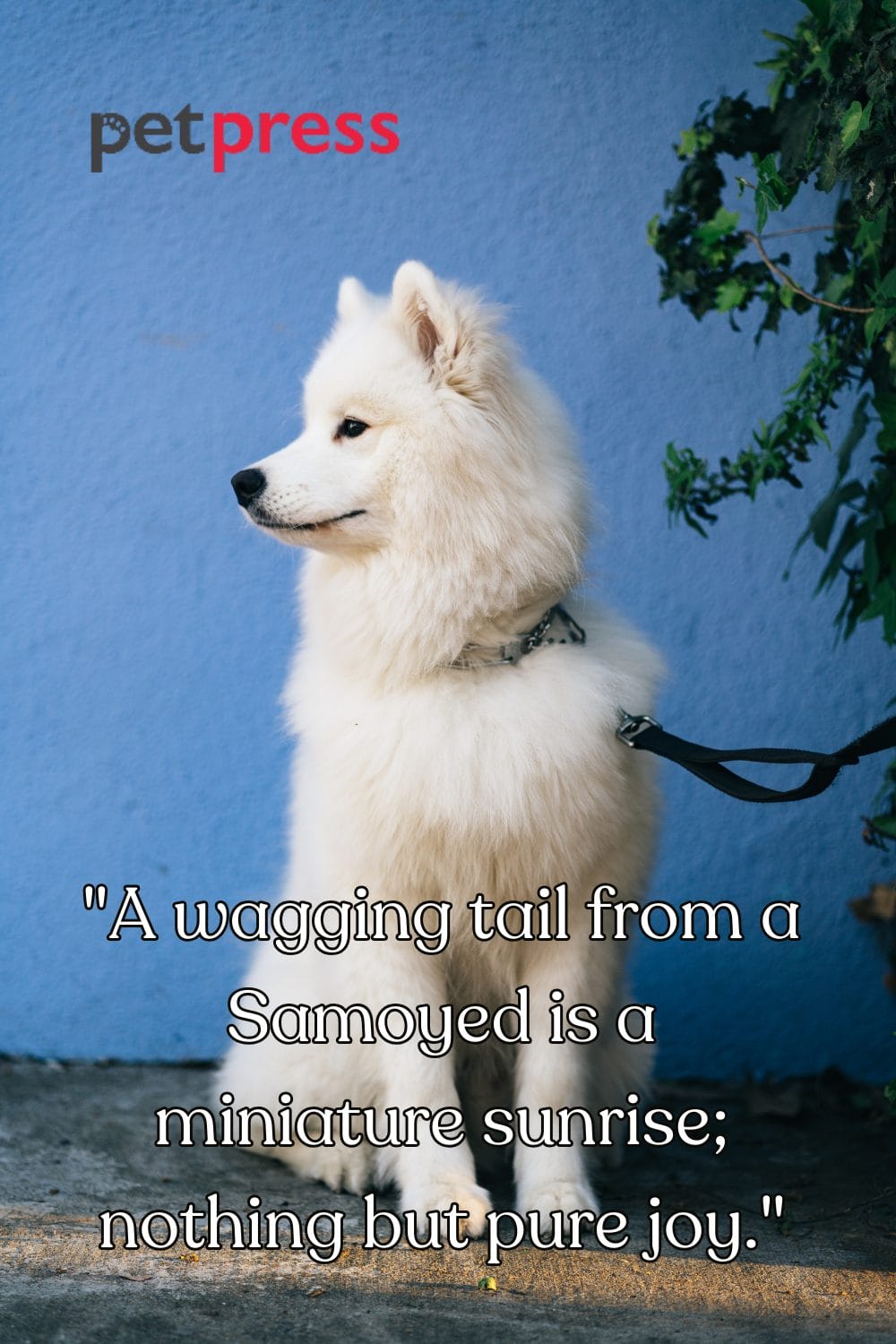 50+ Samoyed Dog Quotes and the Best Life Wisdom They Share