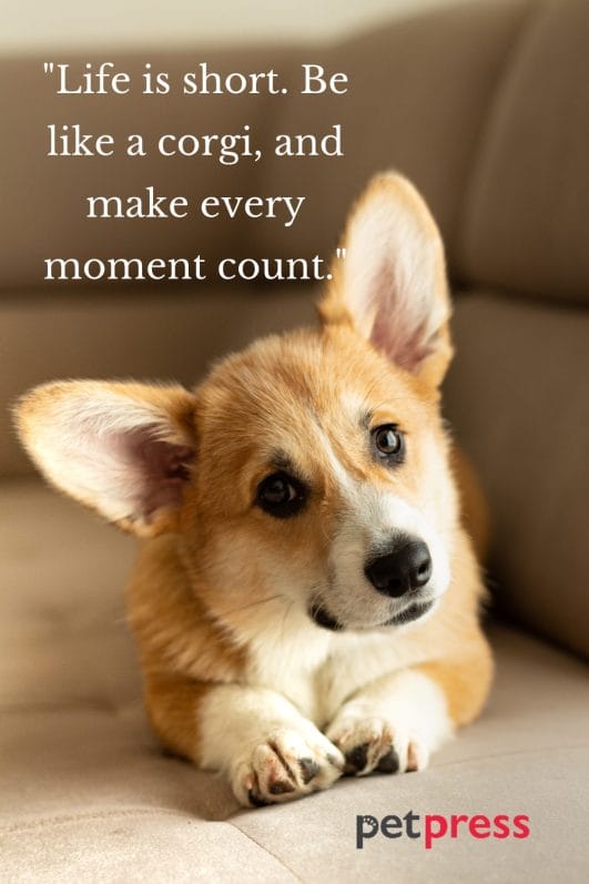 50+ Witty Corgi Dog Quotes That Motivate Us to Be Brave