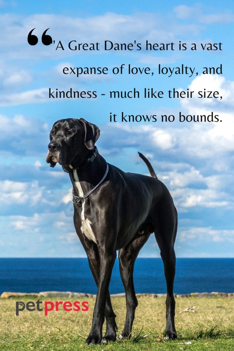 Embracing the Wisdom of These 50+ Great Dane Dog Quotes