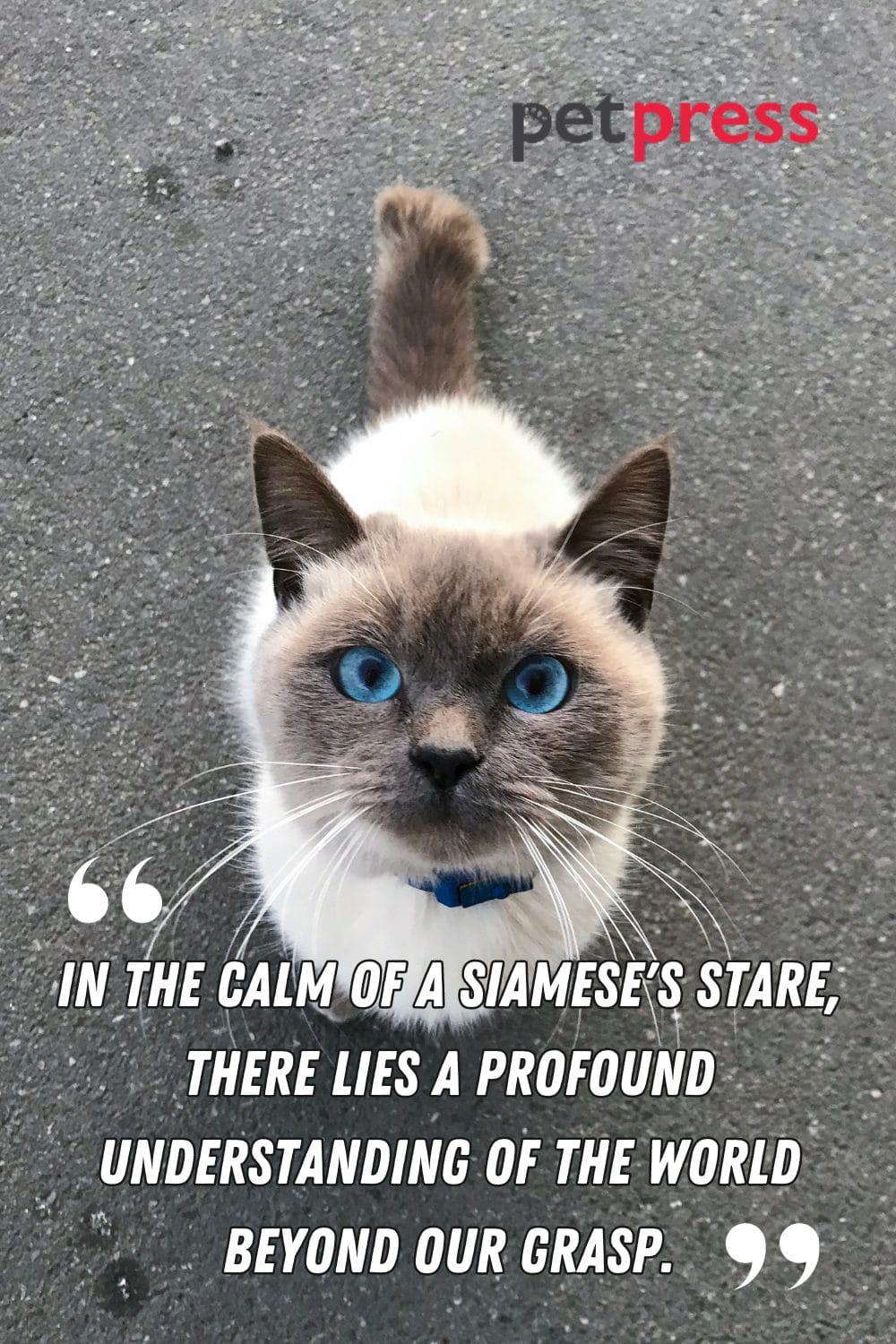 Explore the Purring Wisdom of the Top 50 Siamese Cat Quotes