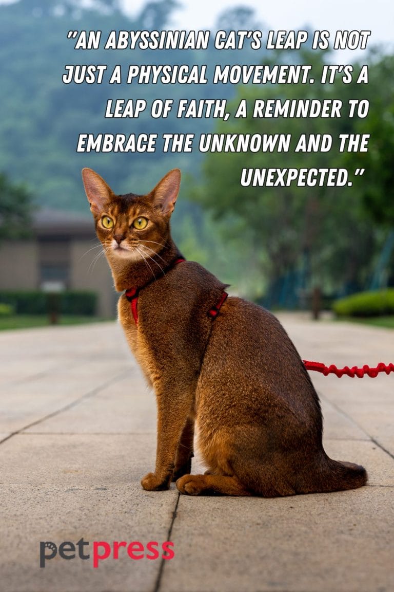 50+ Abyssinian Cat Quotes: Best Furry Wisdom for the Soul