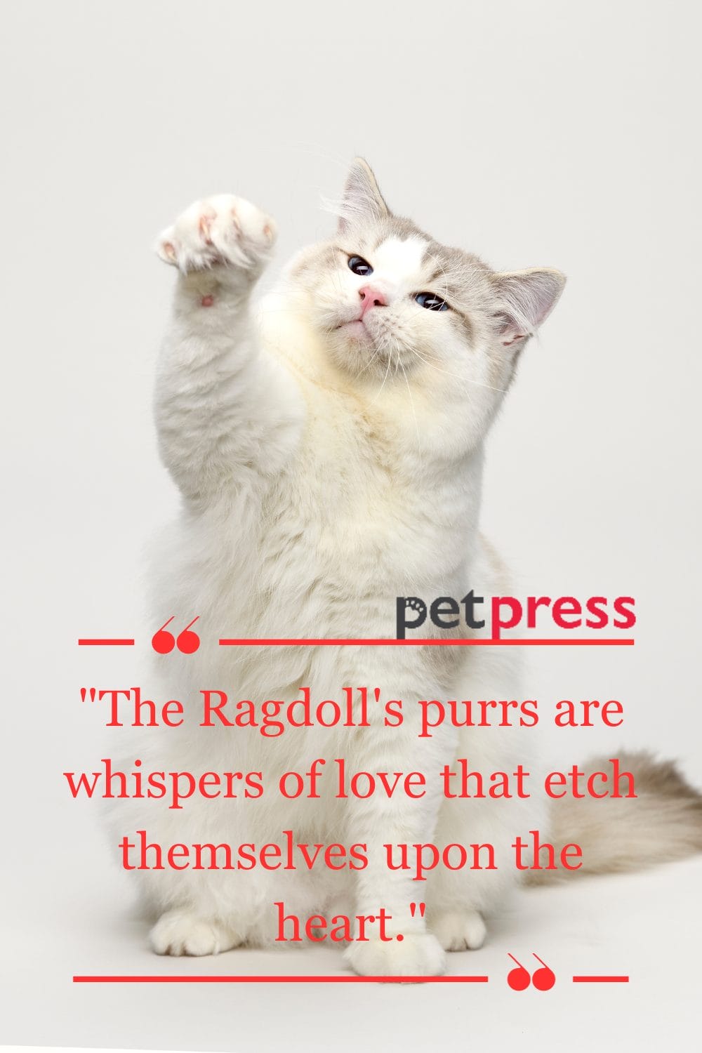 50+ Inspiring Ragdoll Cat Quotes and Its Furry Wisdom - PetPress