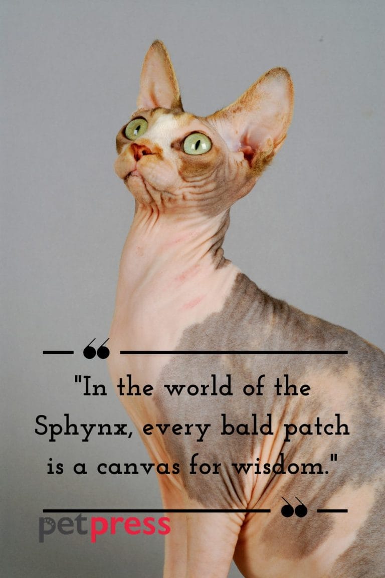 50 Sphynx Cat Quotes and the Wisdom They Teach Us - PetPress