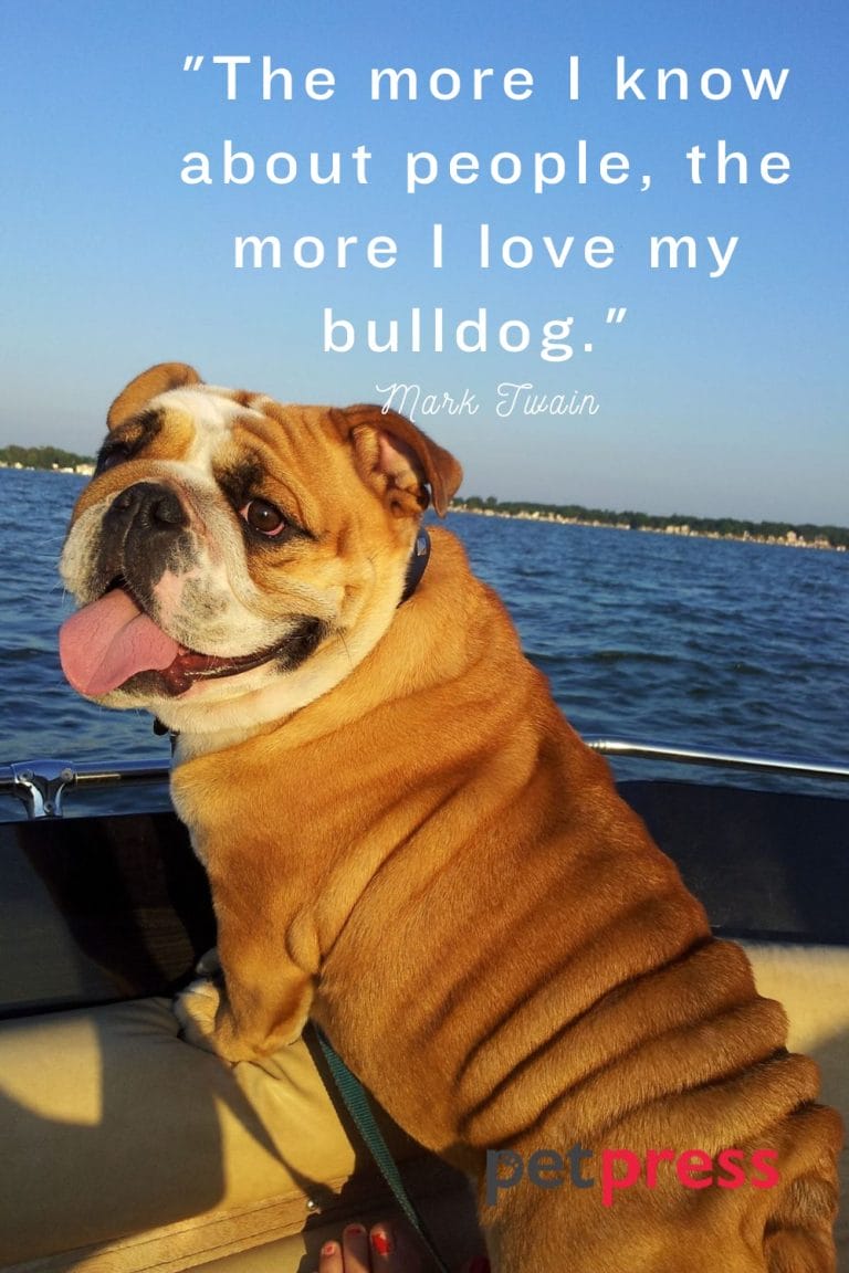 50 Quirky Bulldog Quotes That Can Make Your Day Bright