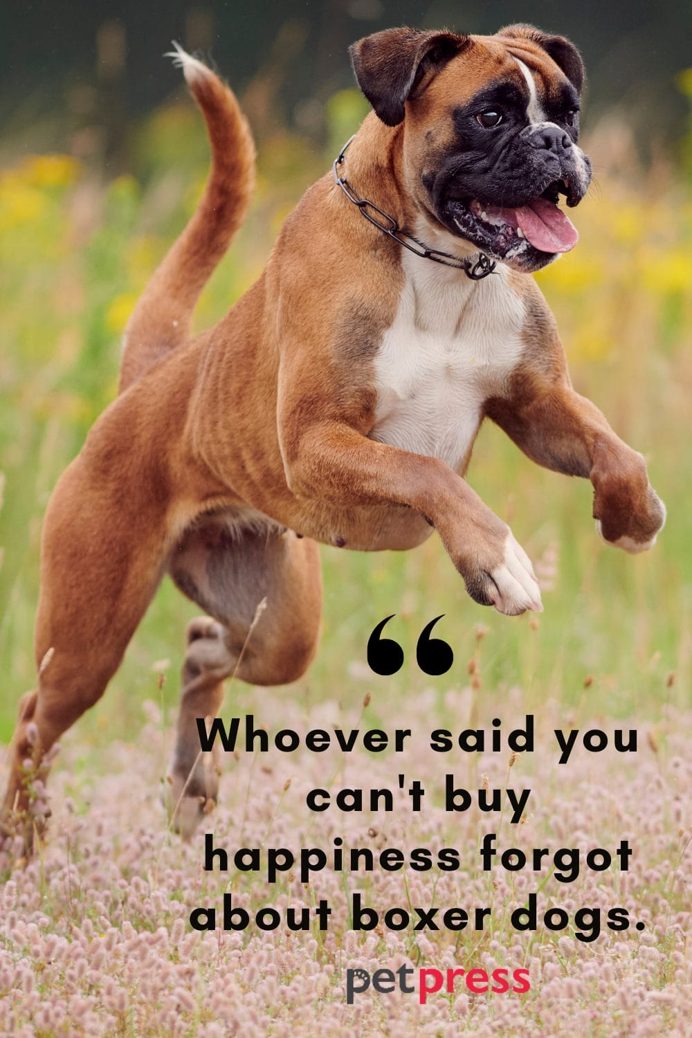 Over 50 Uplifting Boxer Dog Quotes to Brighten Your Day Dogs