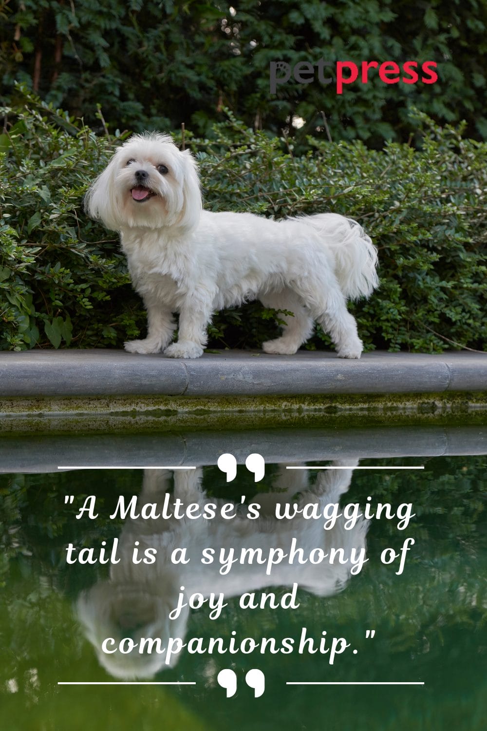 Tickling Our Funny Bones: Top 50 Hilarious Maltese Dog Quotes