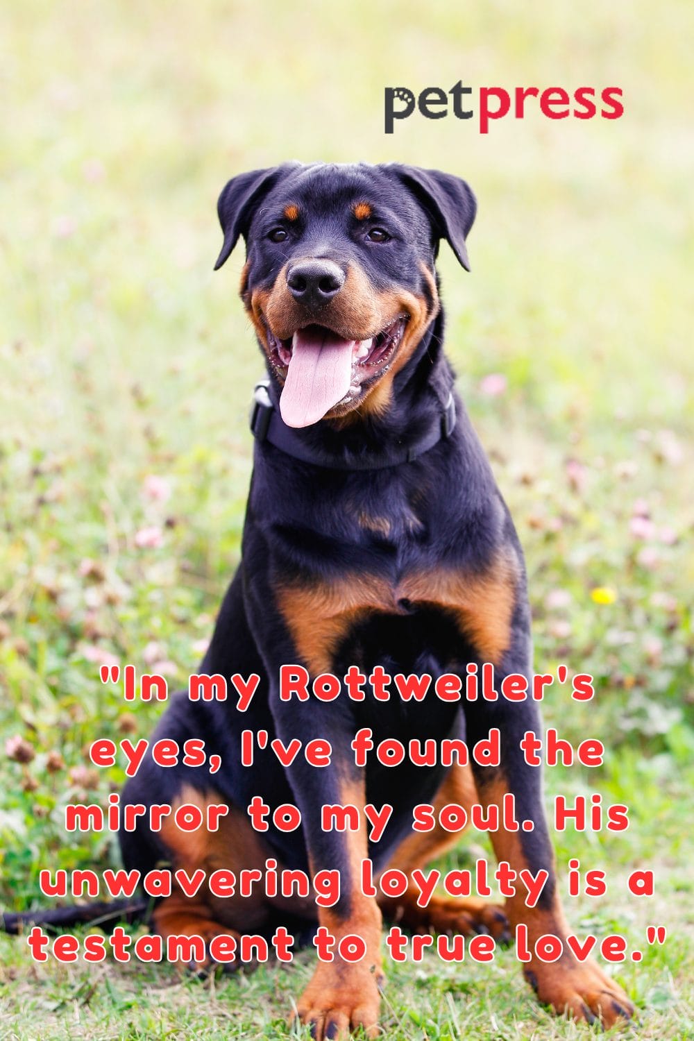 Barking Bravely: Top 50 Rottweiler Dog Quotes That Inspire Us