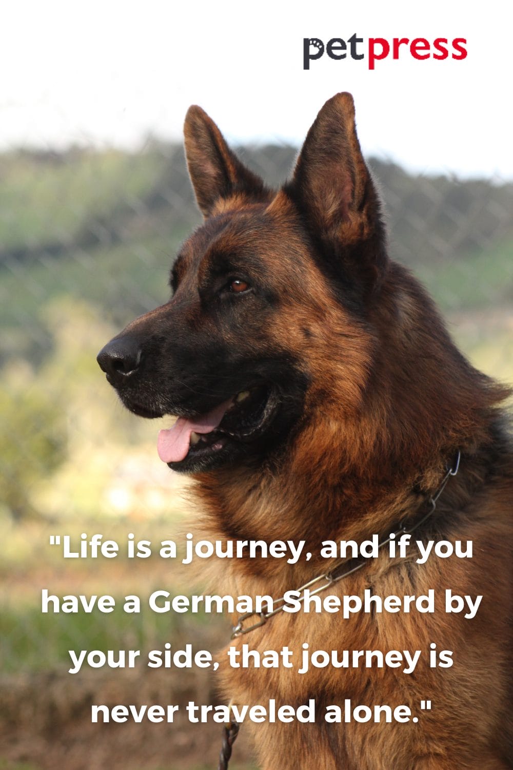 Top 50 German Shepherd Dog Quotes That Bring Joy and Love
