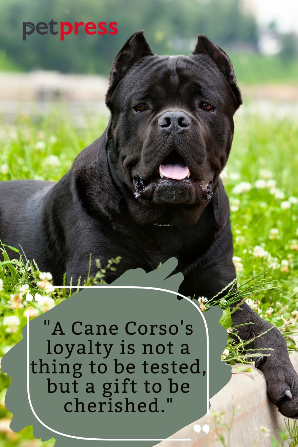 50 Inspiring Cane Corso Dog Quotes on Loyalty, Love, and Light