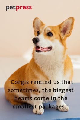 50+ Witty Corgi Dog Quotes That Motivate Us to Be Brave