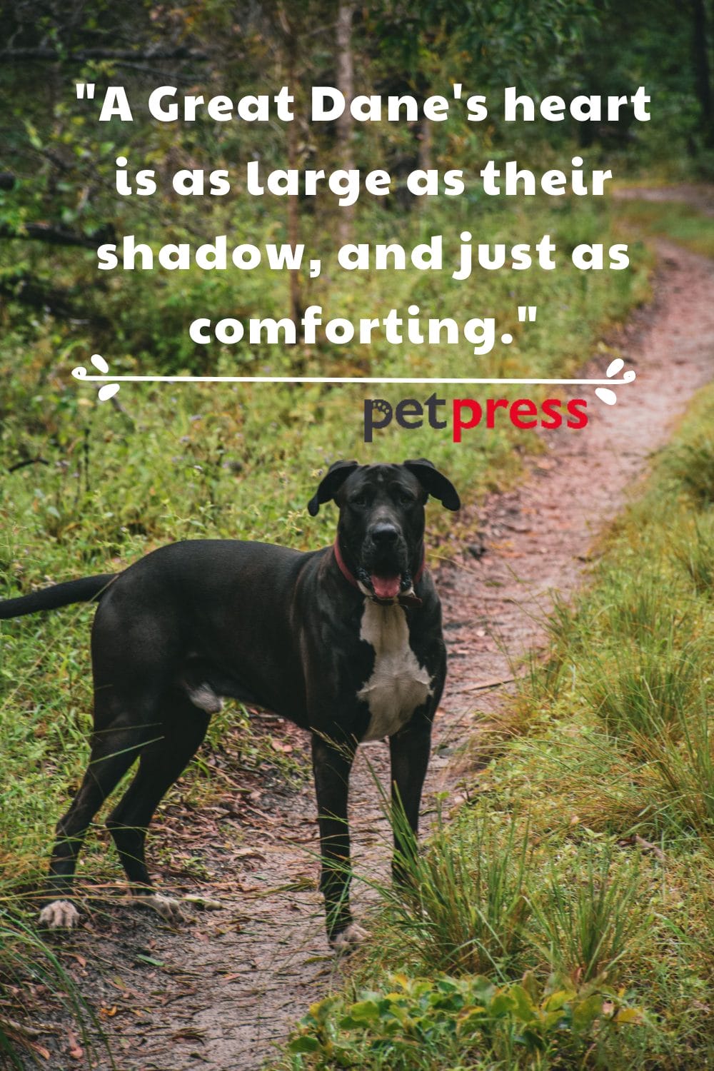 Embracing the Wisdom of These 50+ Great Dane Dog Quotes
