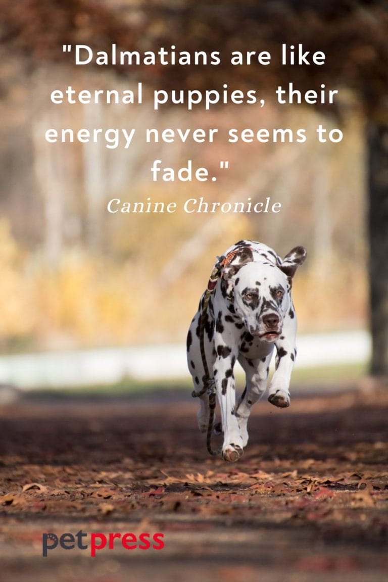 Spotting Life Wisdom Through the Top 50 Dalmatian Dog Quotes