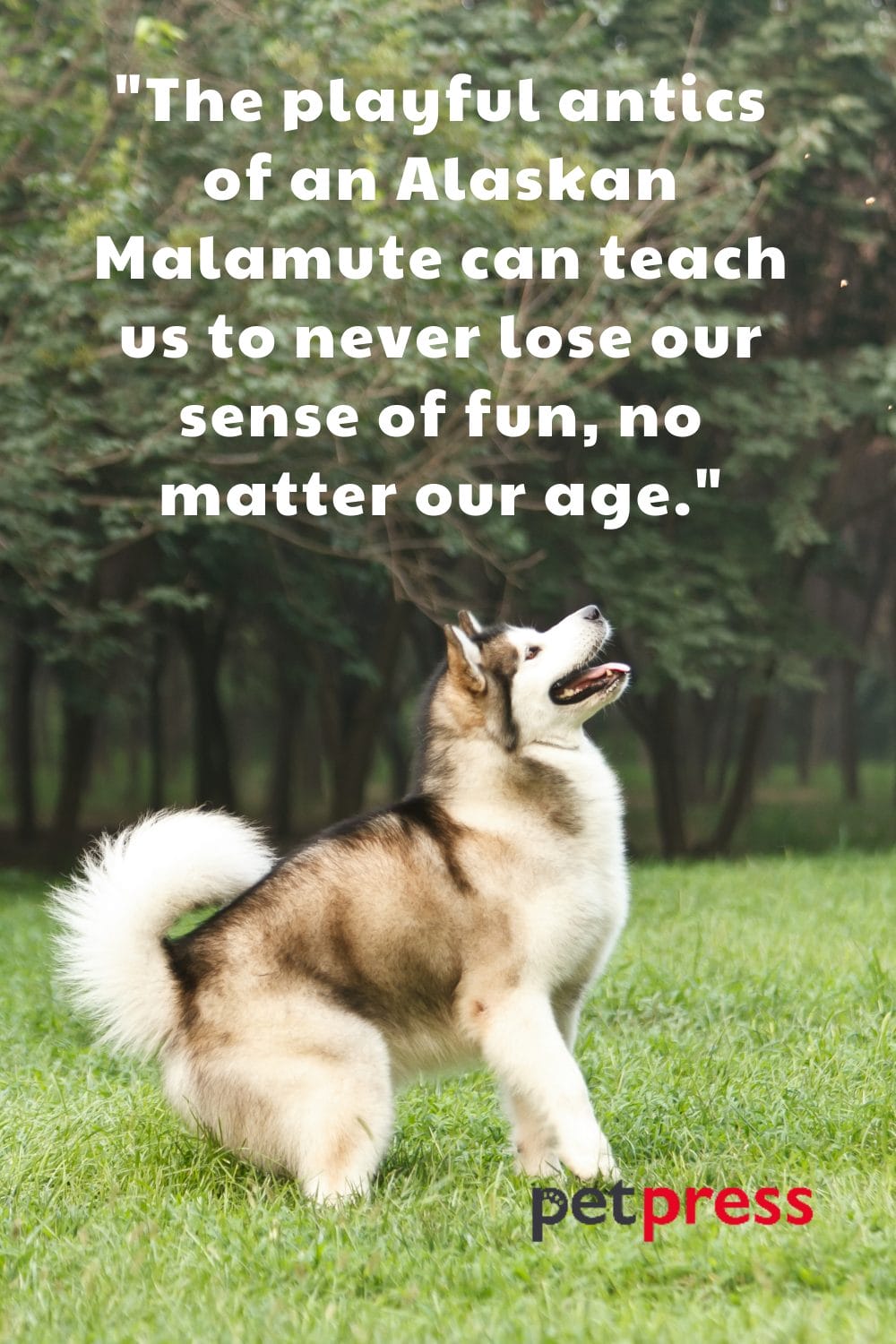 50 Best Alaskan Malamute Dog Quotes and Its Life Wisdom