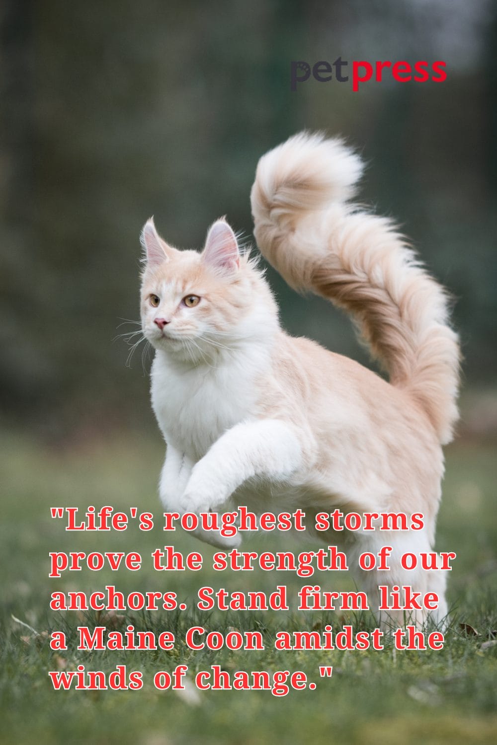 50+ Maine Coon Cat Quotes: Feline Wisdom for the Inspired Soul