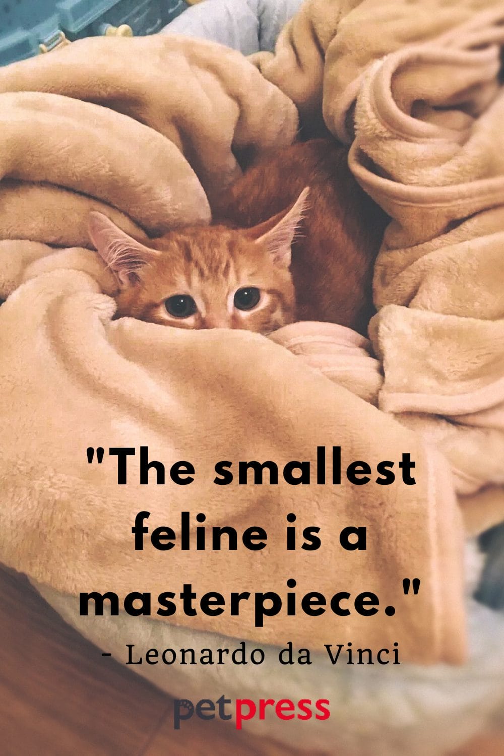 50 Best Short Cat Quotes for Facebook - PetPress
