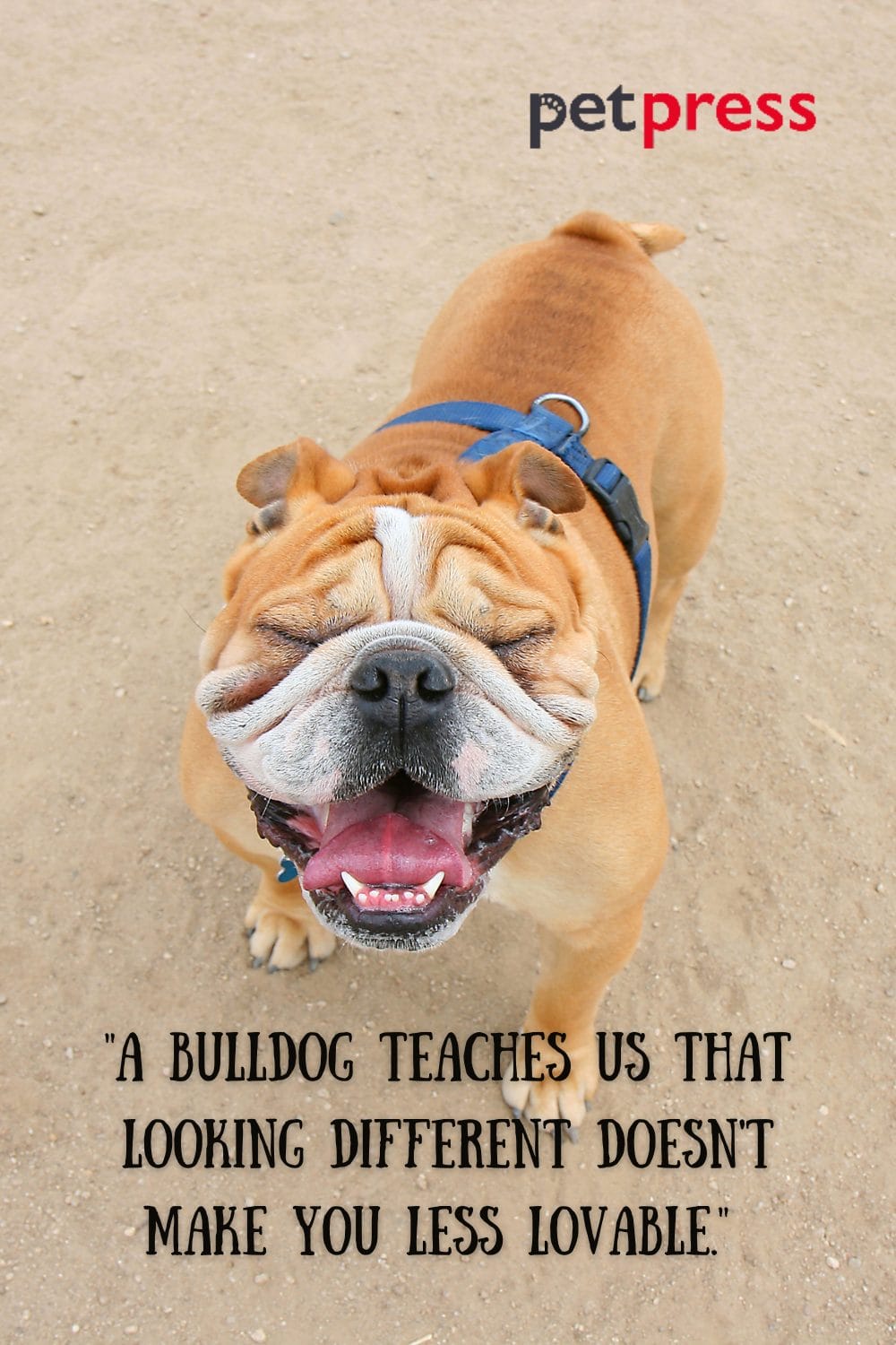 50 Quirky Bulldog Quotes That Can Make Your Day Bright