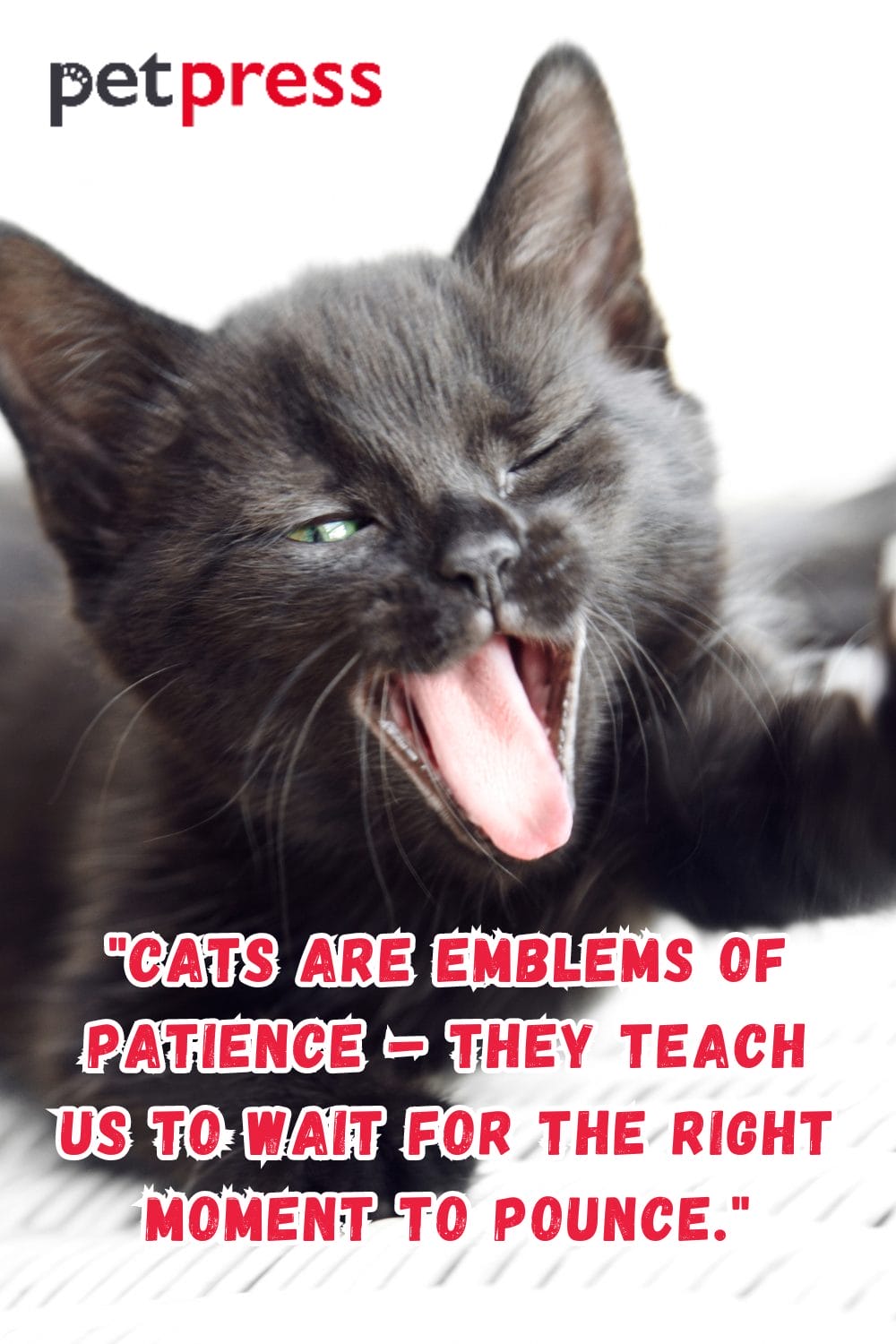 50 Best Cute Cat Quotes for Facebook - PetPress