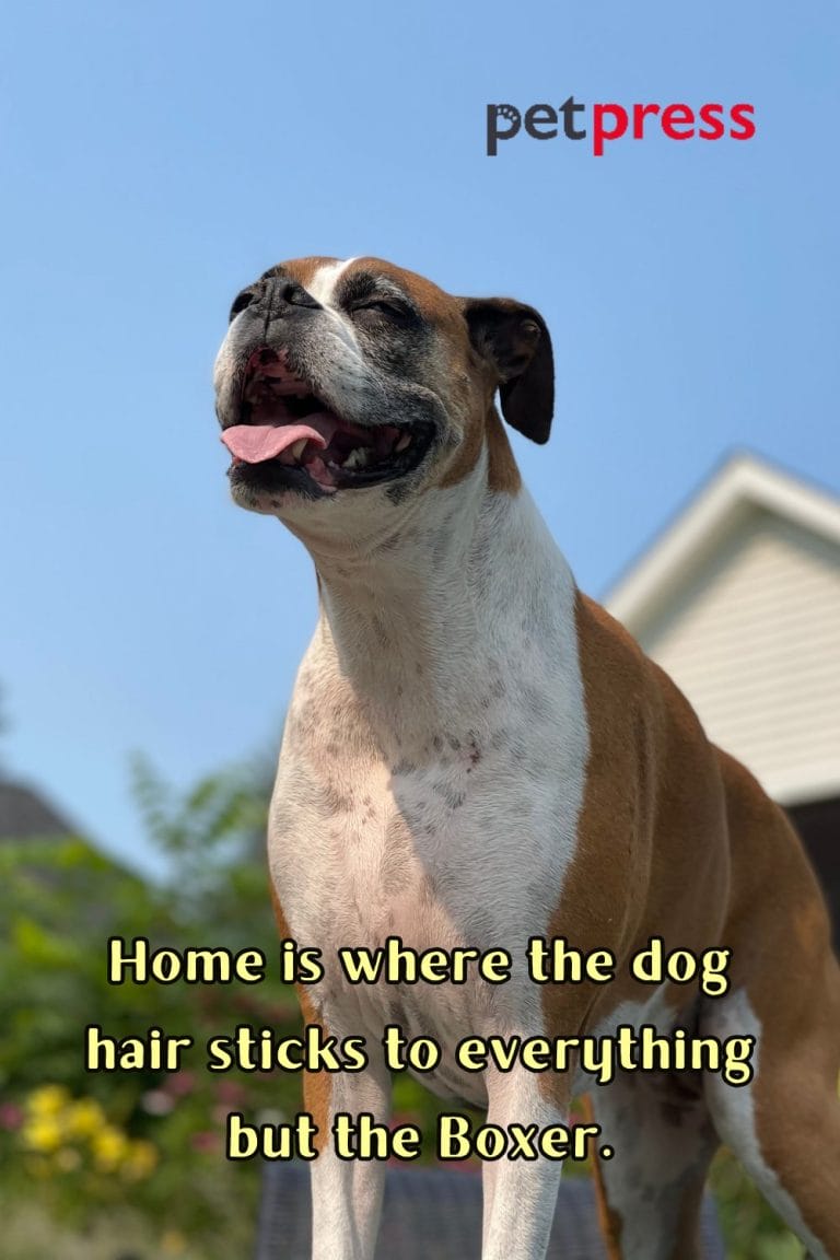 Over 50 Uplifting Boxer Dog Quotes to Brighten Your Day Dogs