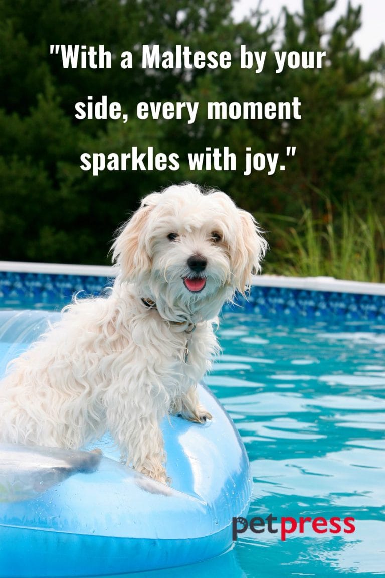 Tickling Our Funny Bones: Top 50 Hilarious Maltese Dog Quotes