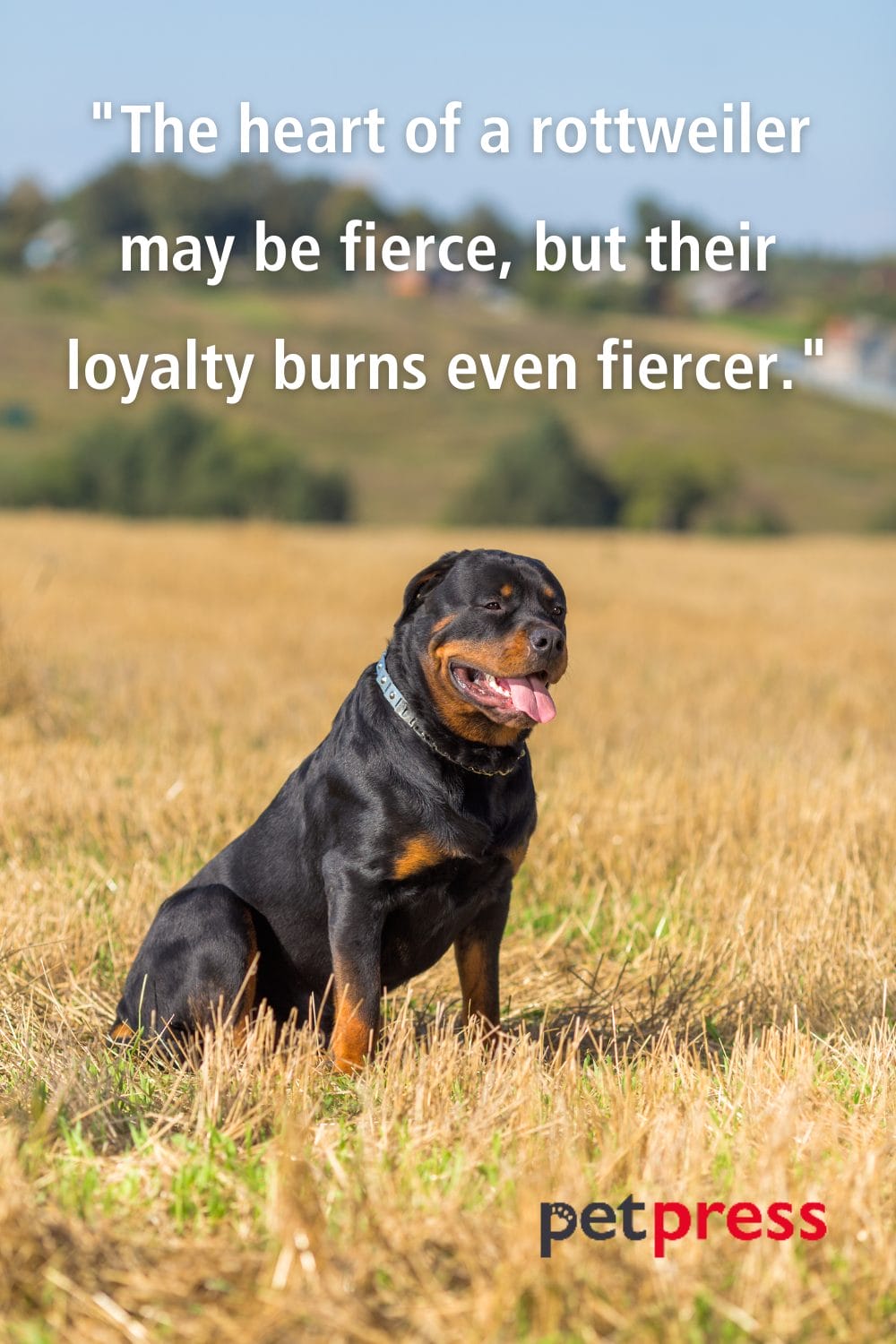 Barking Bravely: Top 50 Rottweiler Dog Quotes That Inspire Us