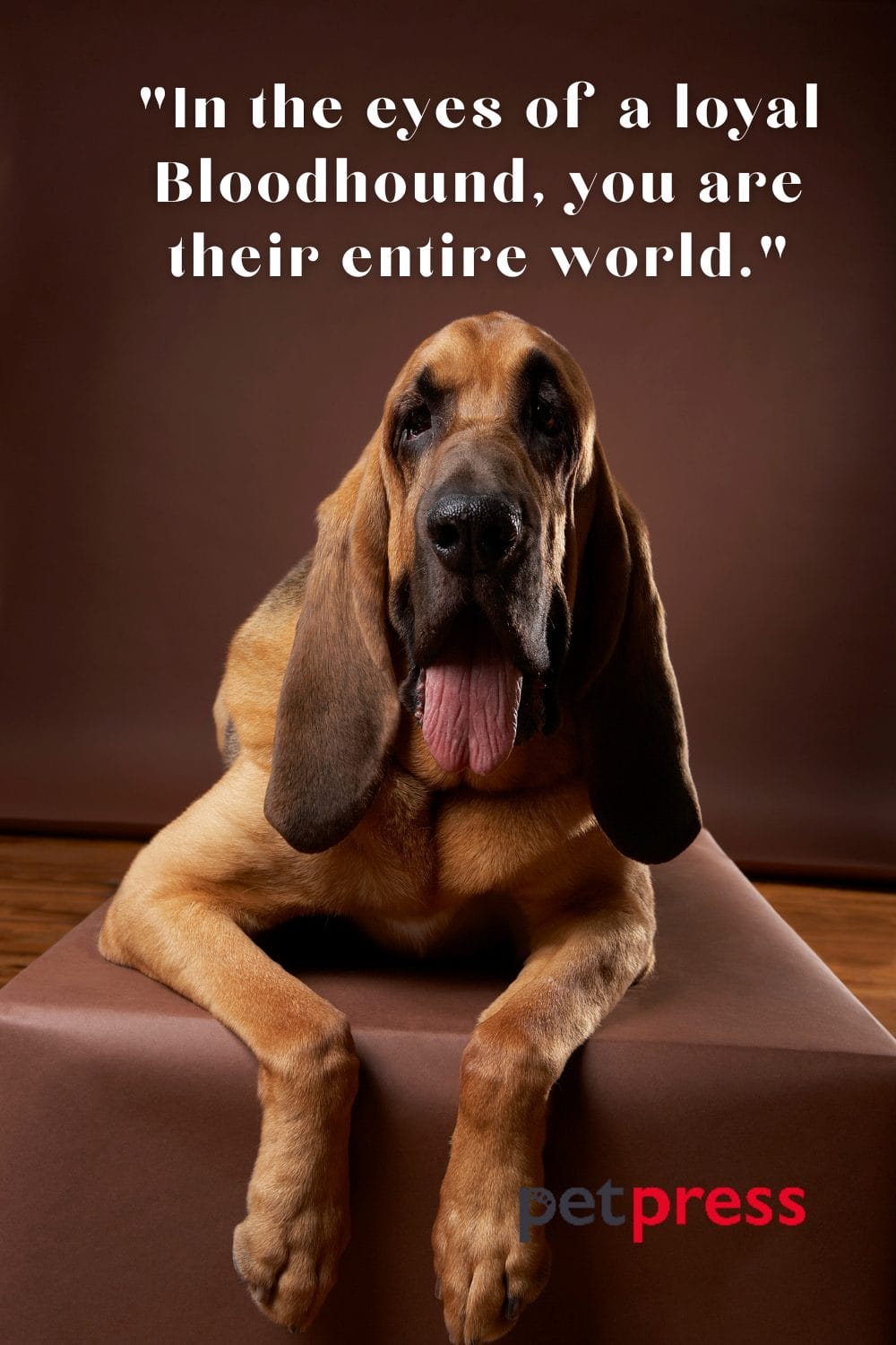 Paw-sitive Wisdom: 50+ Inspiring Bloodhound Dog Quotes
