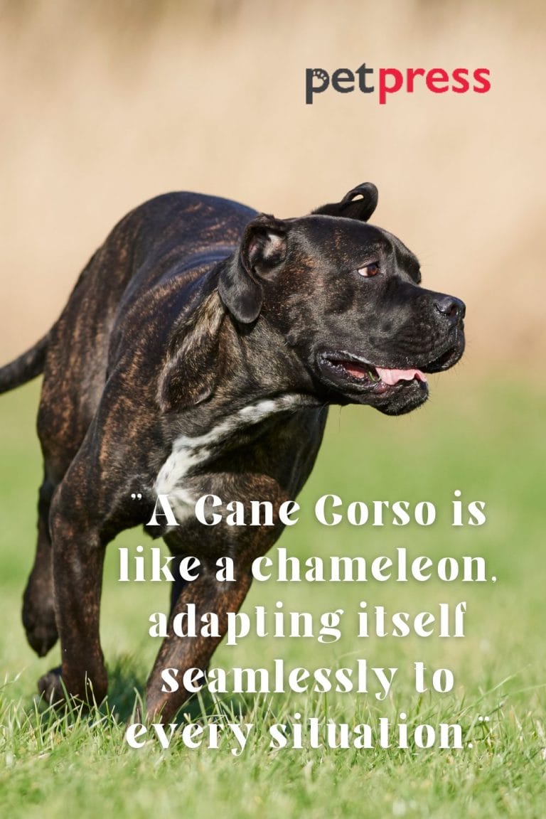 50 Inspiring Cane Corso Dog Quotes on Loyalty, Love, and Light