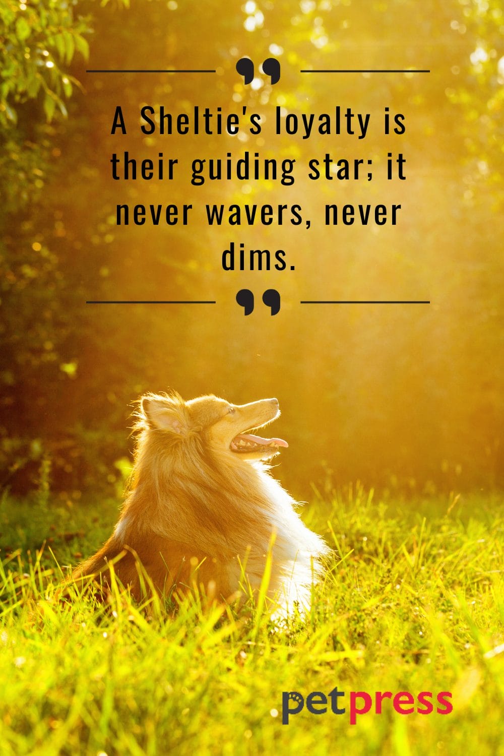 Top 50 Witty Sheltie Dog Quotes on Being Playful but Loving