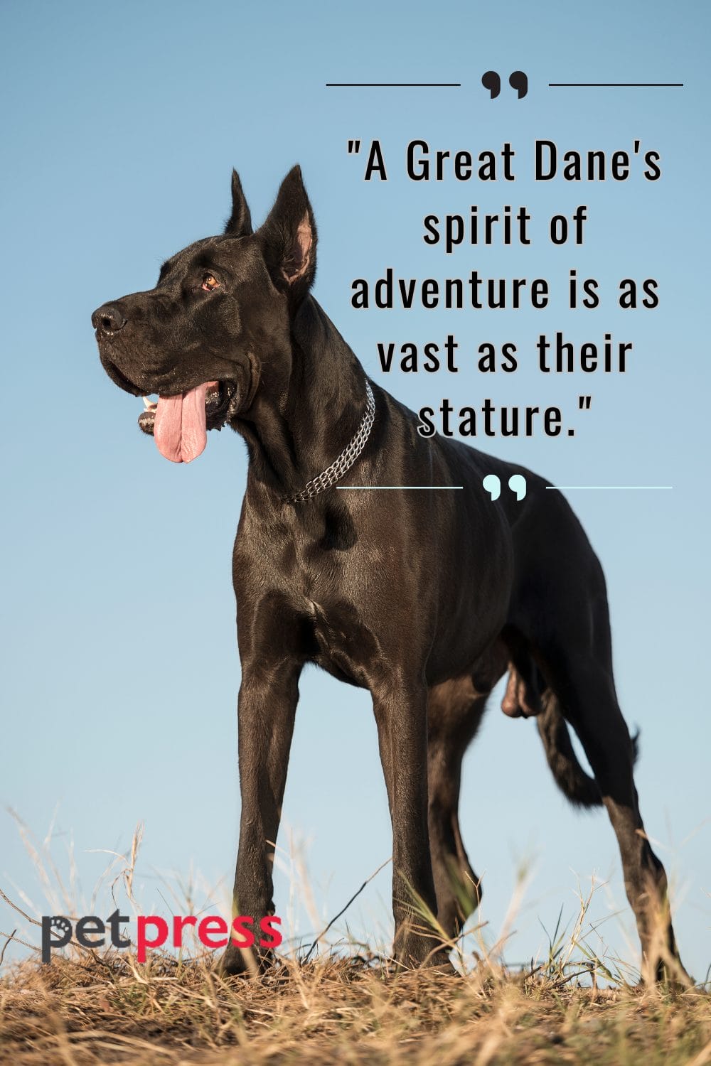 Embracing the Wisdom of These 50+ Great Dane Dog Quotes