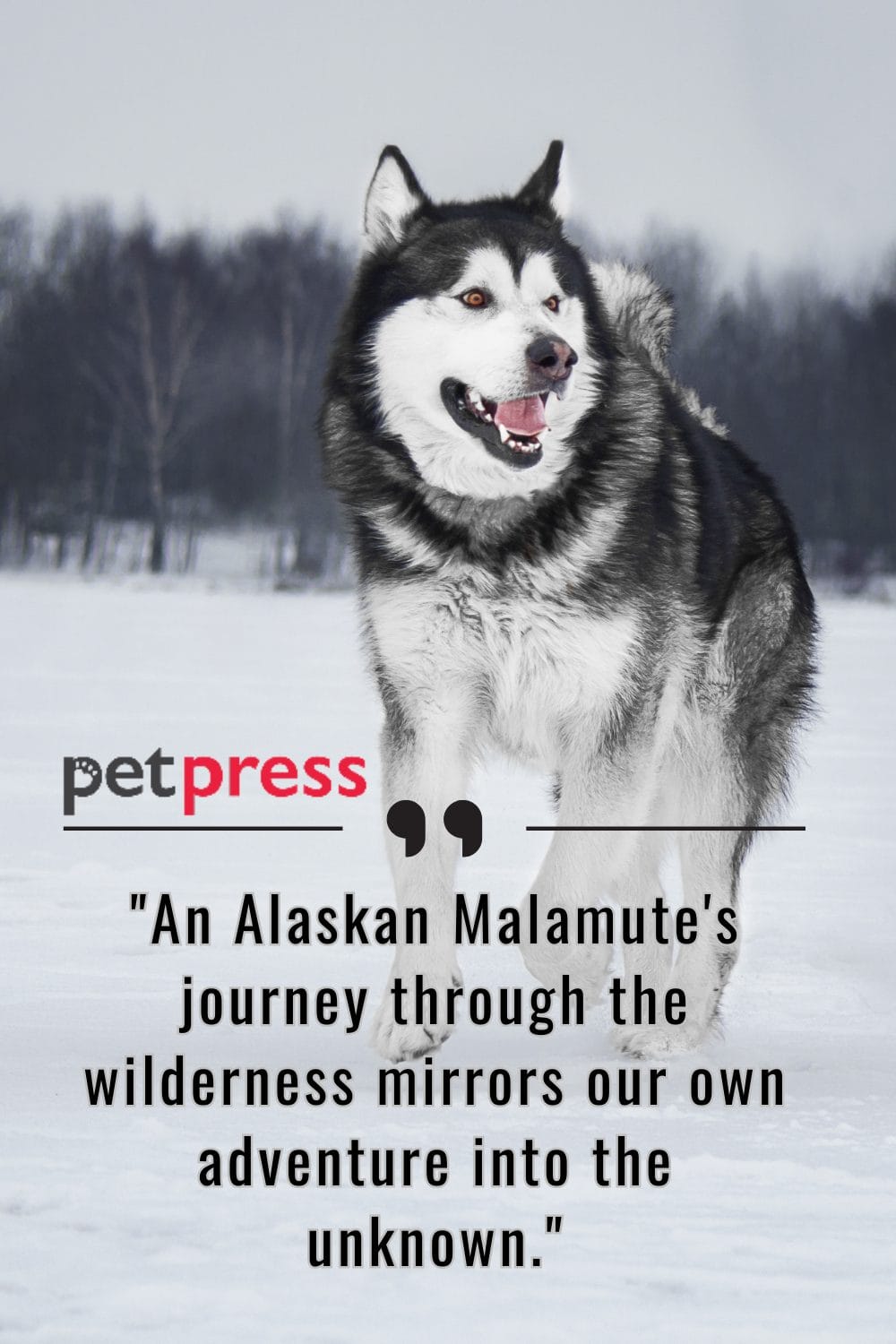 50 Best Alaskan Malamute Dog Quotes and Its Life Wisdom