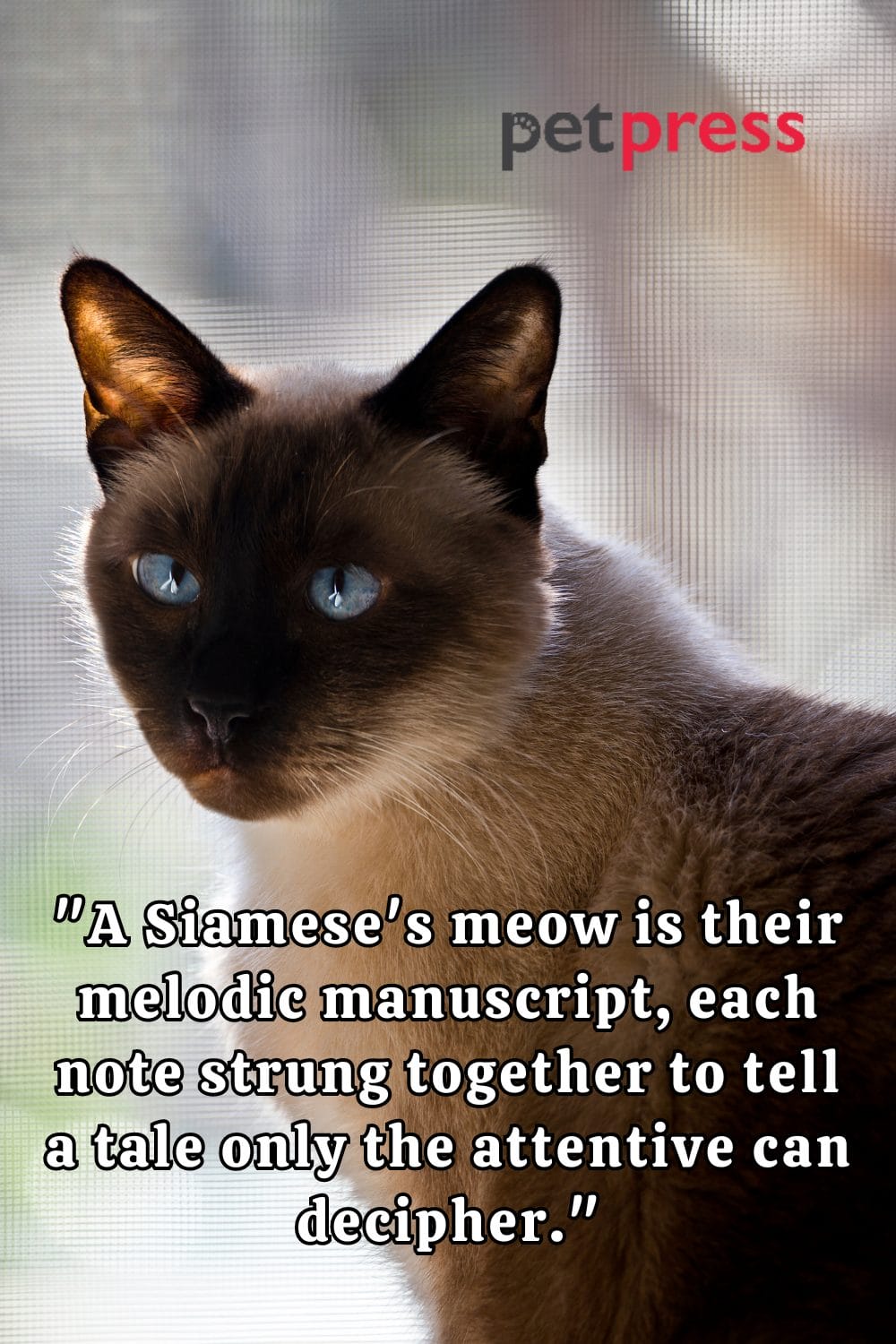 Explore the Purring Wisdom of the Top 50 Siamese Cat Quotes